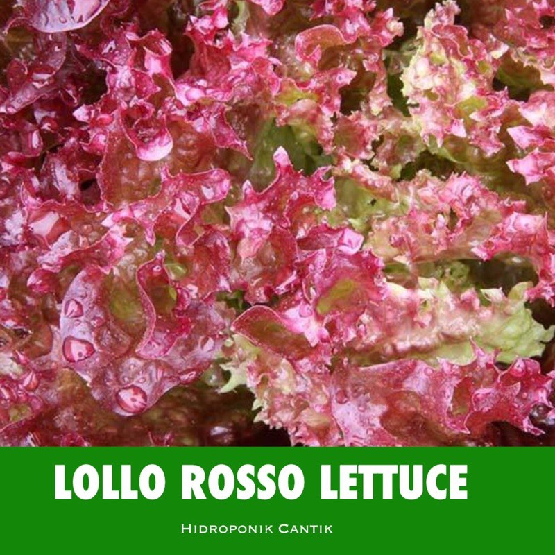 Jual Selada merah keriting Loloroso USA | Shopee Indonesia