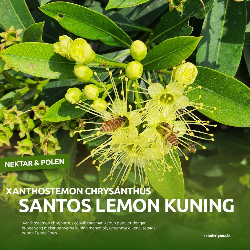 Jual Santos Lemon Kuning / Pakan Lebah dan Vegetasi Klanceng Sumber ...