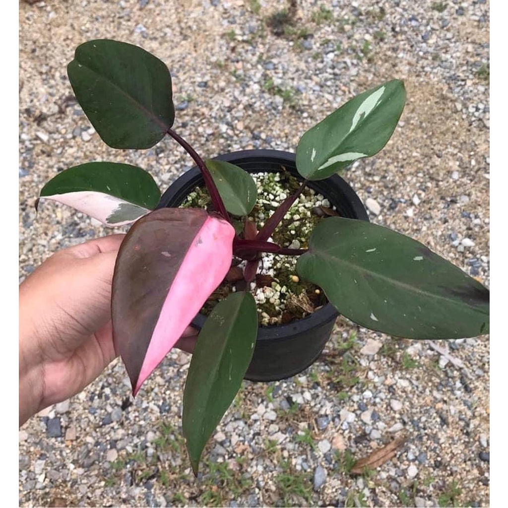 Jual Philodendron Pink Princess Original / Philo Pink Princes qinaya ...