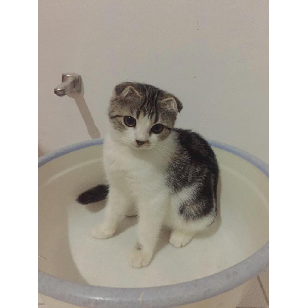 Jual Gaelic Scottish Fold X Munchkin kitten | Shopee Indonesia