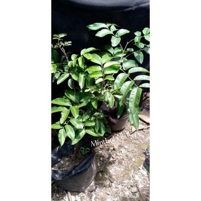 Jual Tanaman kelengkeng matalada berbunga sesuai foto akar full batang ...