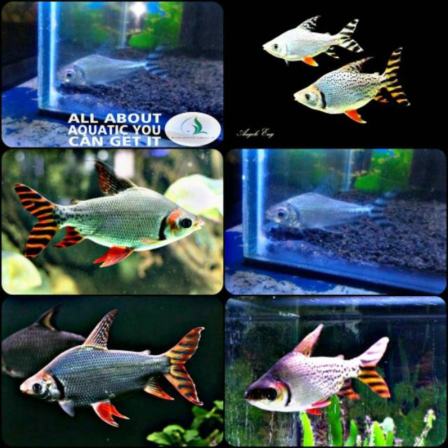 Jual Ikan american flagtail untuk aquarium | Shopee Indonesia