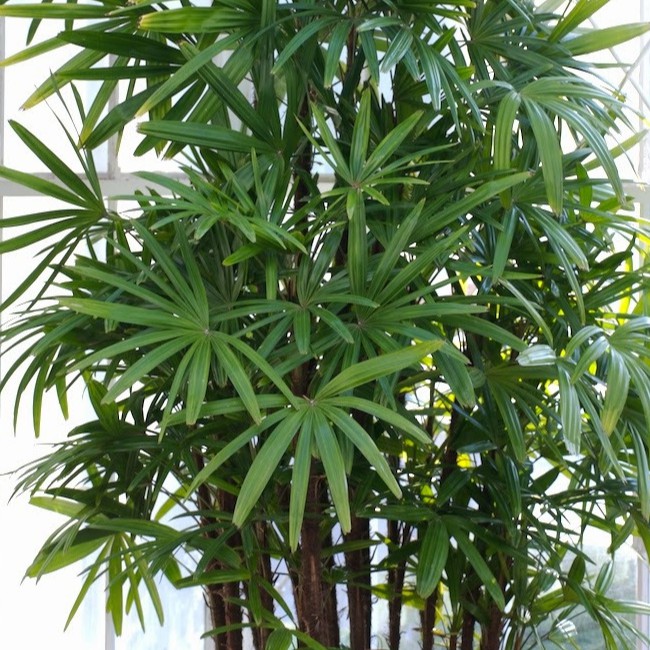 Jual Tanaman Hias Palem Waregu/Lady Palm/Rhapis Excelsa Palm | Shopee ...