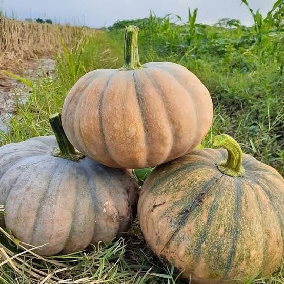 Jual GROSIRR 25 BENIH LABU/WALUH JUMBO | Shopee Indonesia