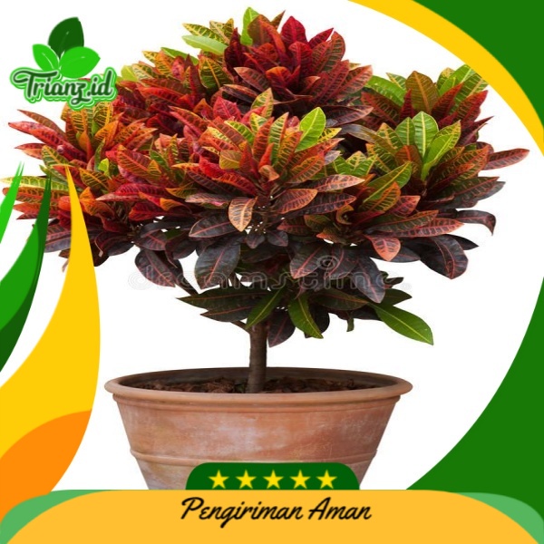 Jual Tanaman Hias Puring apel | Shopee Indonesia