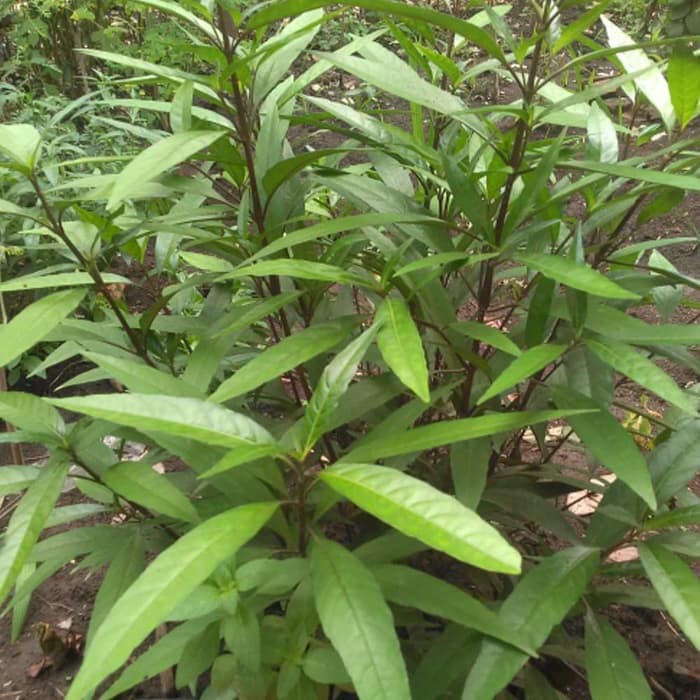 Jual Bibit Tanaman Gandarusa Obat Herbal Bibit Gandarusa | Shopee Indonesia