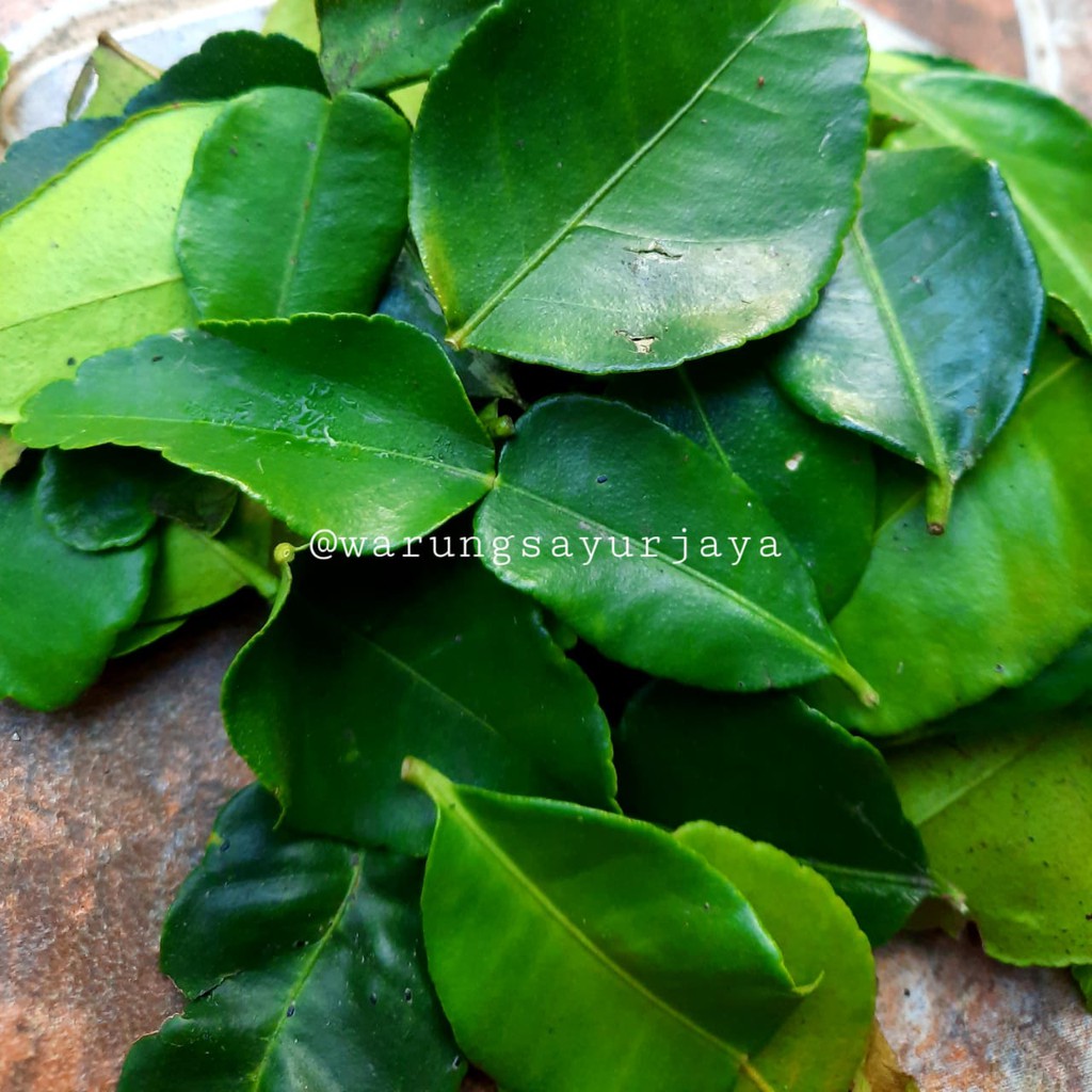Jual Daun Jeruk Penyedap | Shopee Indonesia