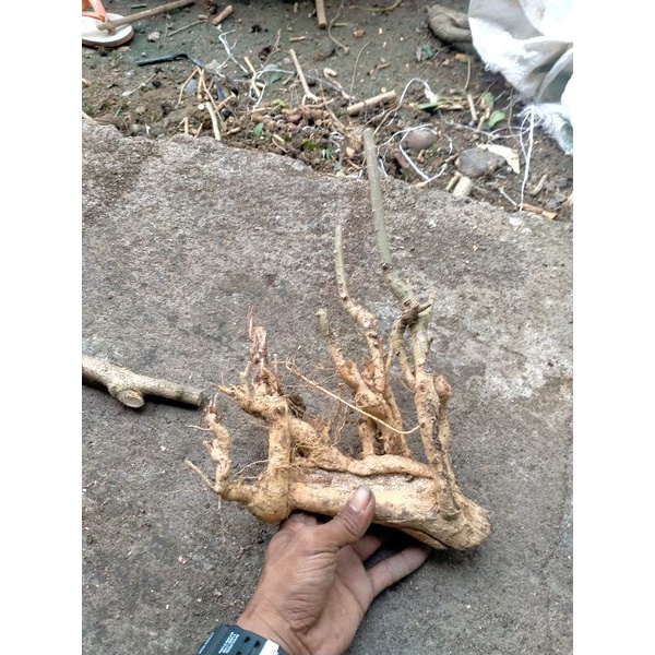 Jual BAHAN BONSAI SERUT RAFF SMALL,1/2 kg | Shopee Indonesia