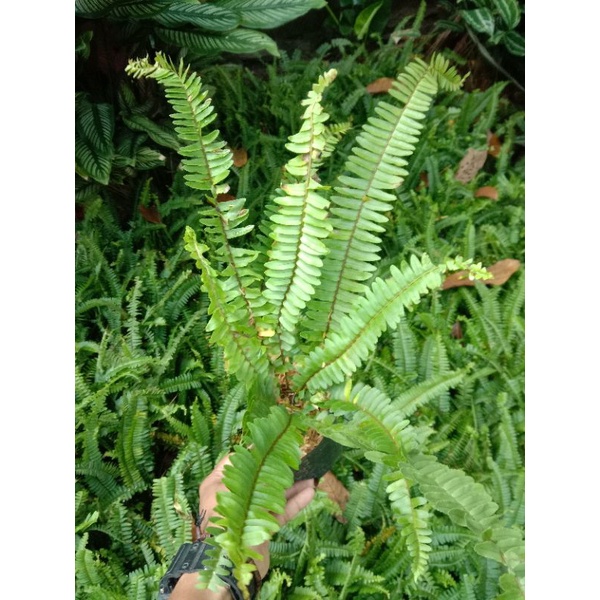 Jual Tanaman hias pohon pakis sisir/pakis kelabang | Shopee Indonesia