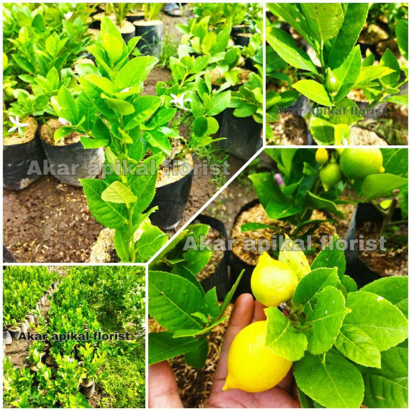 Jual Bibit Tanaman Buah Jeruk Lemon Seedles Tanpa Biji (Berbunga atau ...