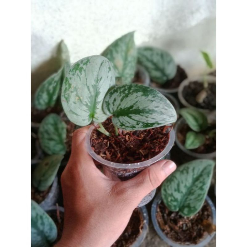 Jual scindafsus silver Hero(rawatan) | Shopee Indonesia