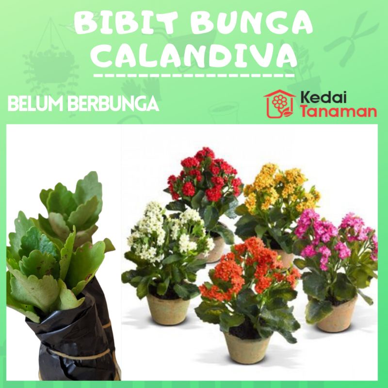 Jual Bibit Tanaman Hidup Bunga Hias Calandiva Belum Berbunga Warna Mix ...