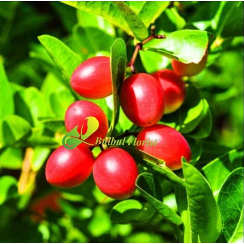 Jual Tanaman Miracle Fruit / Buah Ajaib (sudah berbunga) | Shopee Indonesia