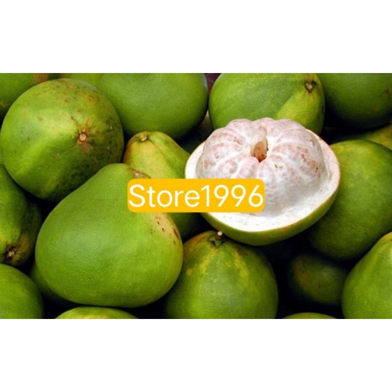 Jual Buah jeruk Bali mini segar 500 grm manis | Shopee Indonesia