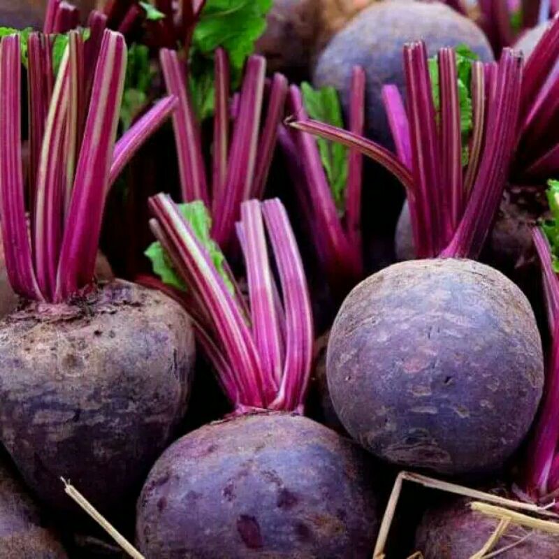 Jual BENIH BIT BEETROOT MERAH 15 BIJI PENURUN TEKANAN DARAH | Shopee ...