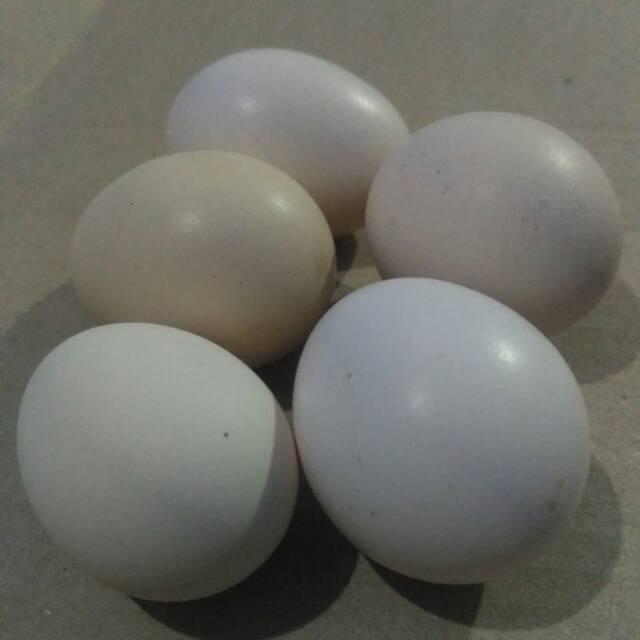 Jual Telur ayam kampung telur ayam Jawa 5 butir | Shopee Indonesia
