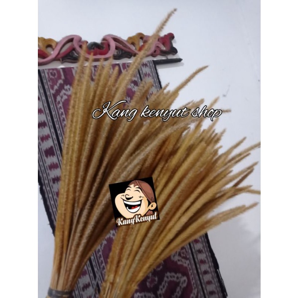 Jual Bunga sataria bunga slancur warna asli 1 ikat 20 batang | Shopee ...