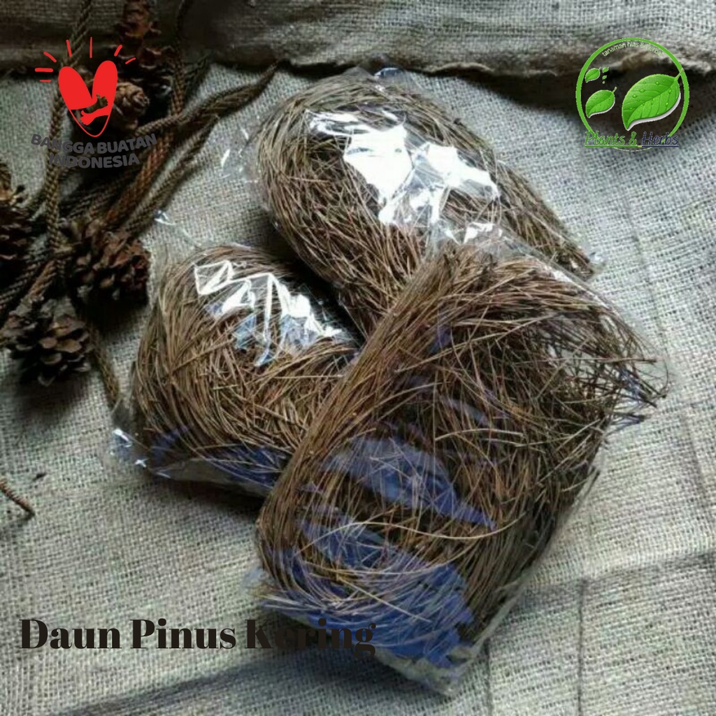 Jual Daun Pinus Kering Kemasan 500 Gram - Untuk dekorasi - alas sarang ...