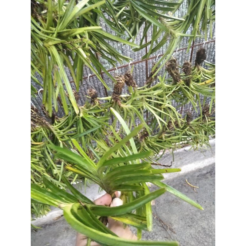 Jual anggrek vanda mini asco dewasa siap bunga | Shopee Indonesia