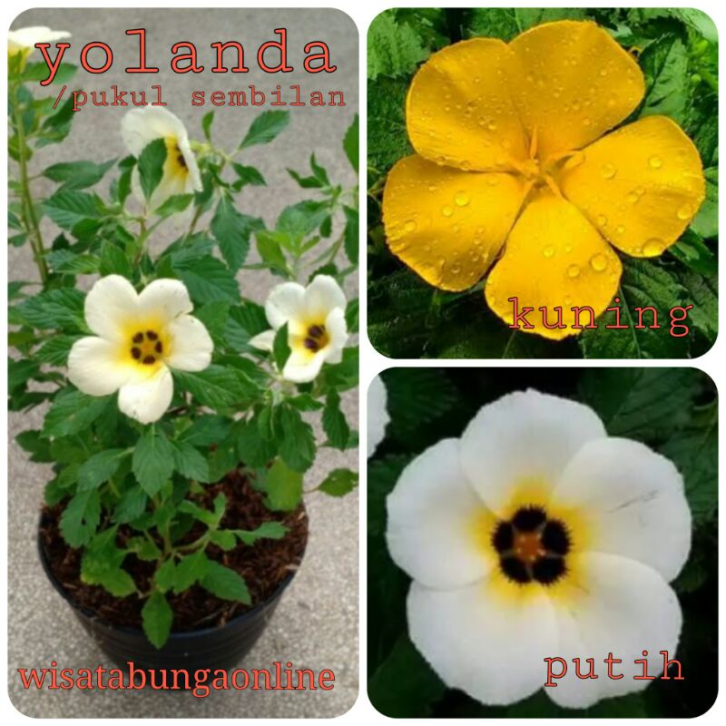 Jual tanaman hias yolanda putih dan kuning / bunga pukul 9 | Shopee ...