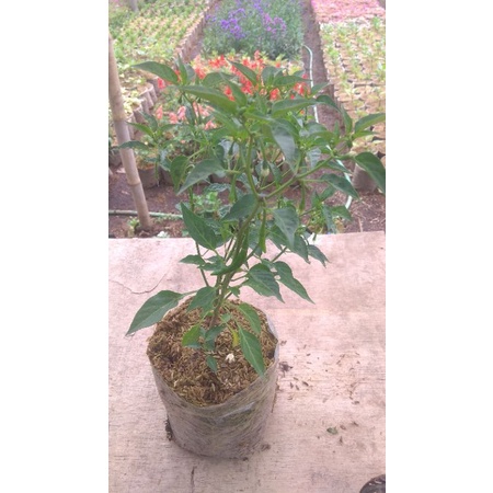 Jual tanaman cabe rawit /cabai/cengek super pedas(real pict) | Shopee ...