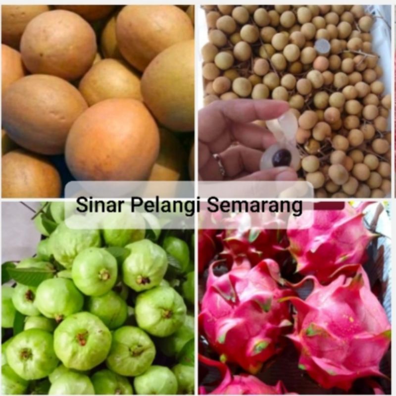 Jual JAMBU CRYSTAL , SAWO MADU , KELENGKENG BANGKOK, BUAH NAGA, BUAH ...