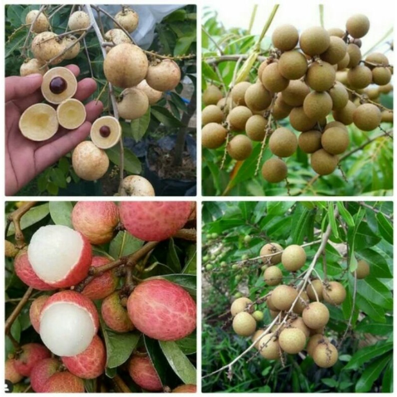 Jual Paket 4 Bibit Kelengkeng Unggulan Jenis Merah Red Rubby Thailand ...