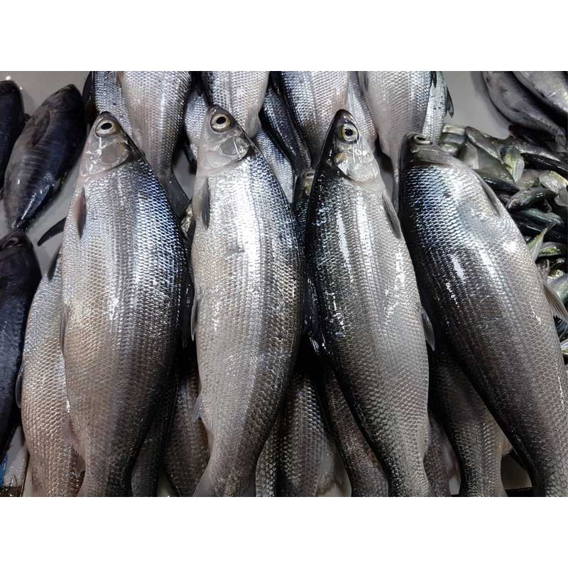 Jual ikan Bandeng Fresh Papapangan - 500 gram | Shopee Indonesia