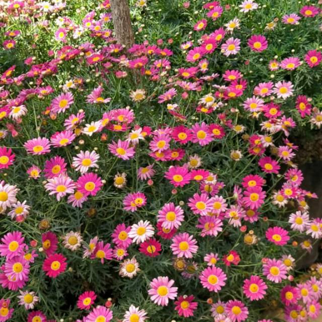 Jual Tanaman Cosmos Lovely Pink - Hiasi Rumahmu dengan Bunga Cantik dan ...