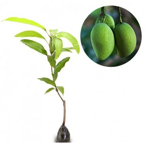 Jual TANAMAN Mangga Kio Jay | Shopee Indonesia