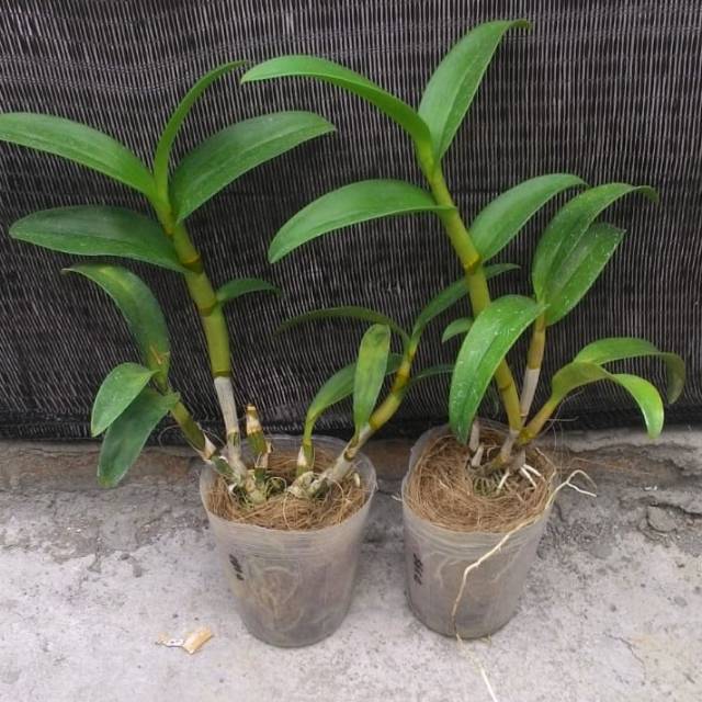 Jual 3 tanaman Dendrobium bulat Thailand hybrid dewasa | Shopee Indonesia