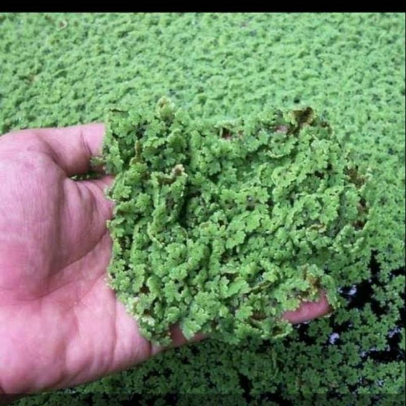 Jual azolla bibit azola super 4,5 ons 450gram | Shopee Indonesia