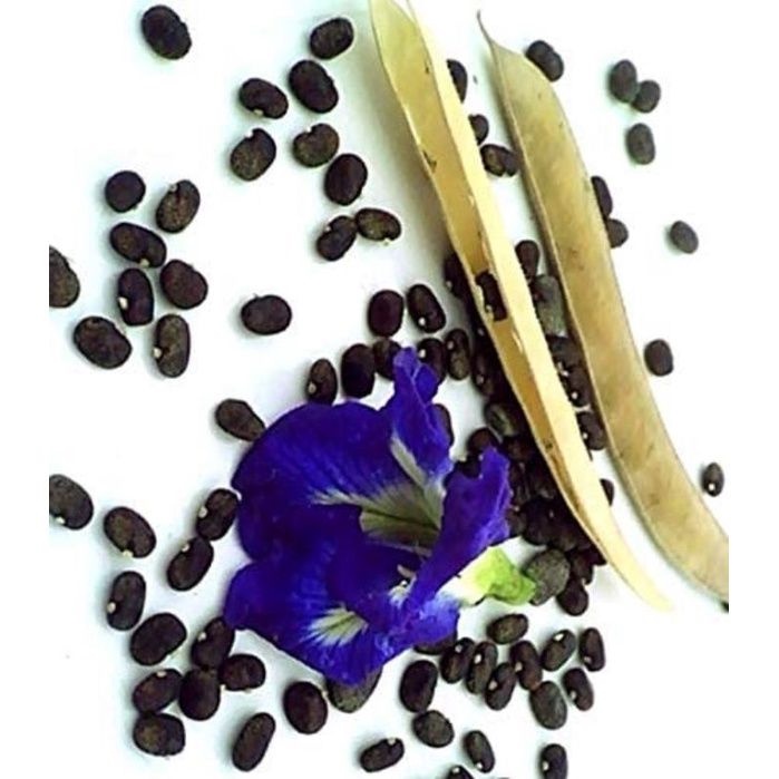 Jual Biji Benih Bunga Telang / Butterfly pea isi 100biji | Shopee Indonesia