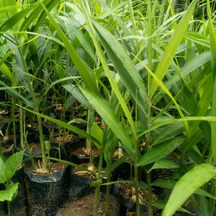 Jual bibit jahe merah | Shopee Indonesia