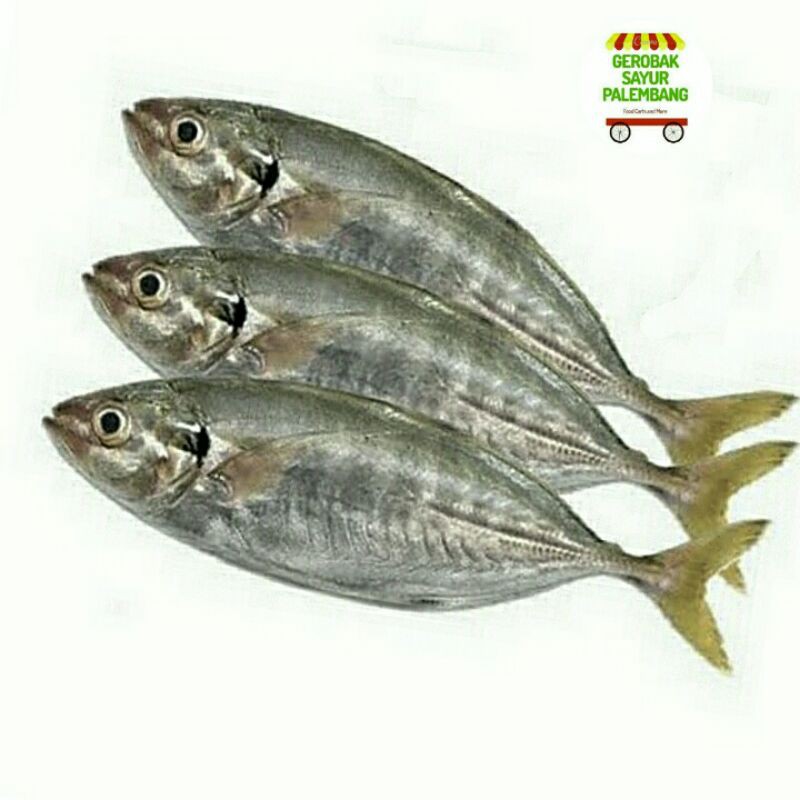 Jual Ikan Kembung Como | Shopee Indonesia