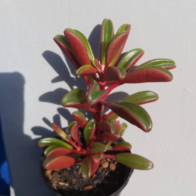 Jual Skulen Merah | Shopee Indonesia