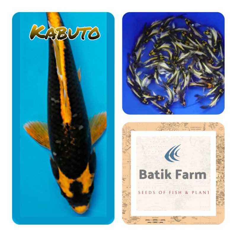 Jual Ikan Koi Kabuto - Kin Kabuto - ikan koi - koi berkualitas - koi ...