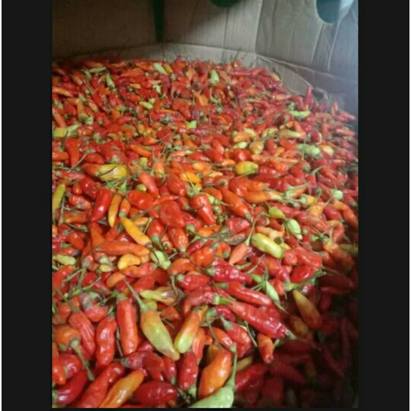 Jual Cabe Rawit Merah // Cabe Setan // Cabai Rawit 1kg | Shopee Indonesia