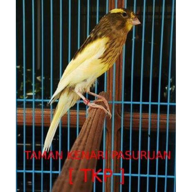 Jual burung kenari f1 bahan pilihan | Shopee Indonesia