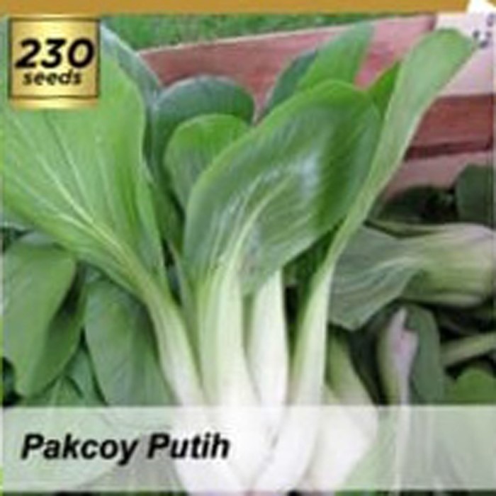 Jual Benih Pakcoy Putih / Biji Pakcoy Pak Choy Putih / Bibit Sayur Daun ...