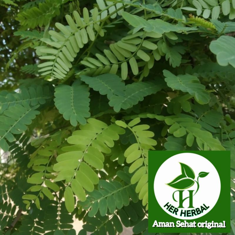 Jual Daun asam jawa segar fresh petik 250gram | Shopee Indonesia