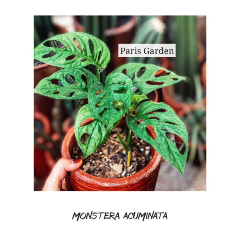 Jual MONSTERA ACUMINATA - TANAMAN HIAS MONSTERA ACUMINATA | Shopee ...