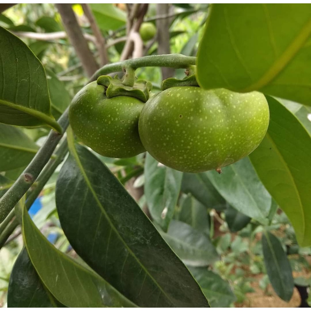 Jual Bibit Black Sapote/Sawo Hitam Okulasi/Tanaman Sawo Hitam | Shopee ...