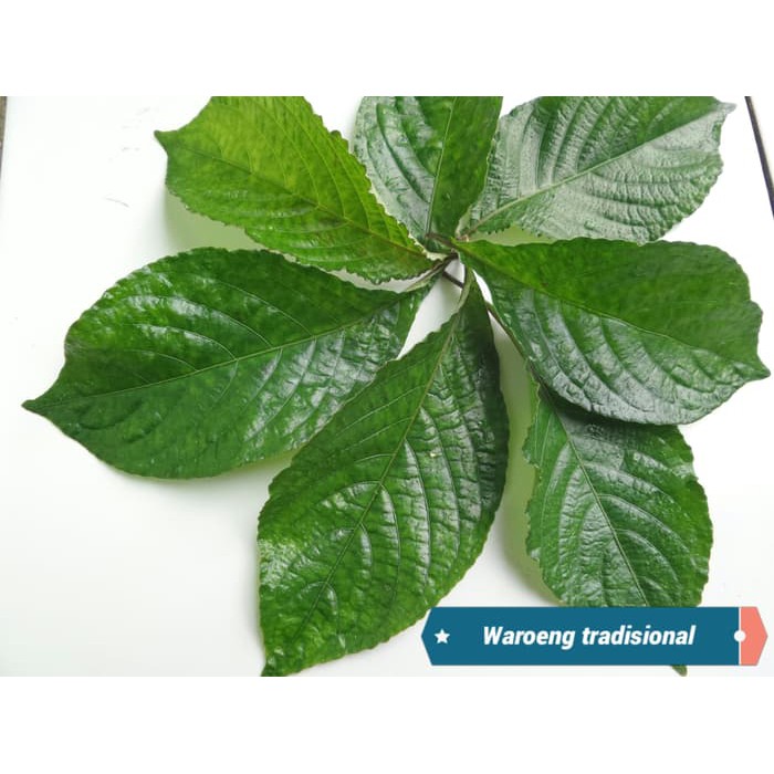 Jual Daun Keji Beling Segar/pecah beling perlembar | Shopee Indonesia