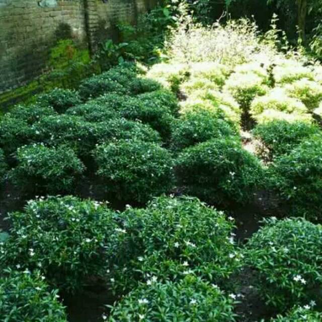 Jual Tanaman hias rambosa - saberna hijau - melati mini | Shopee Indonesia