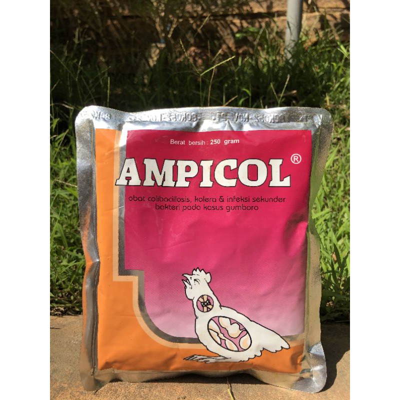 Jual Ampicol 250gr (obat coli, kolera & infeksi sekunder bakteri pada ...