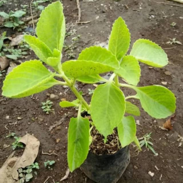 Jual Pohon jinten putih tanaman herbal bibit pohon jinten putih ...
