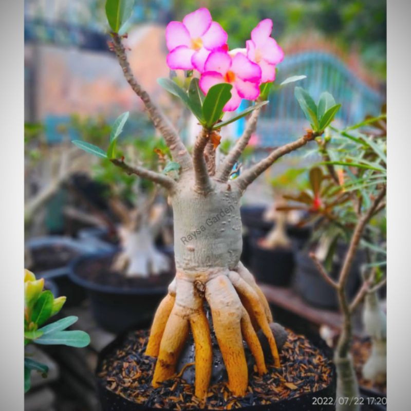 Jual Adenium grafting akar emas "real pict" | Shopee Indonesia