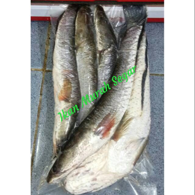 Jual IKAN GABUS SEGAR 1Kg | Shopee Indonesia