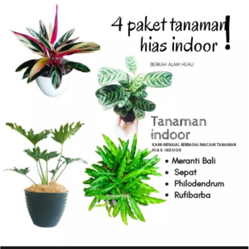 Jual promo tanaman hias paketan indoor - tanaman hias hidup calathea ...